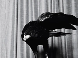 Dazed/2012/Photoshoot | Grimes Wiki | Fandom