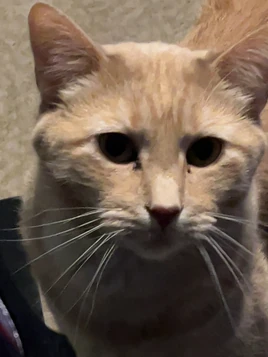 Shemp (Character) | Griswaldpedia | Fandom