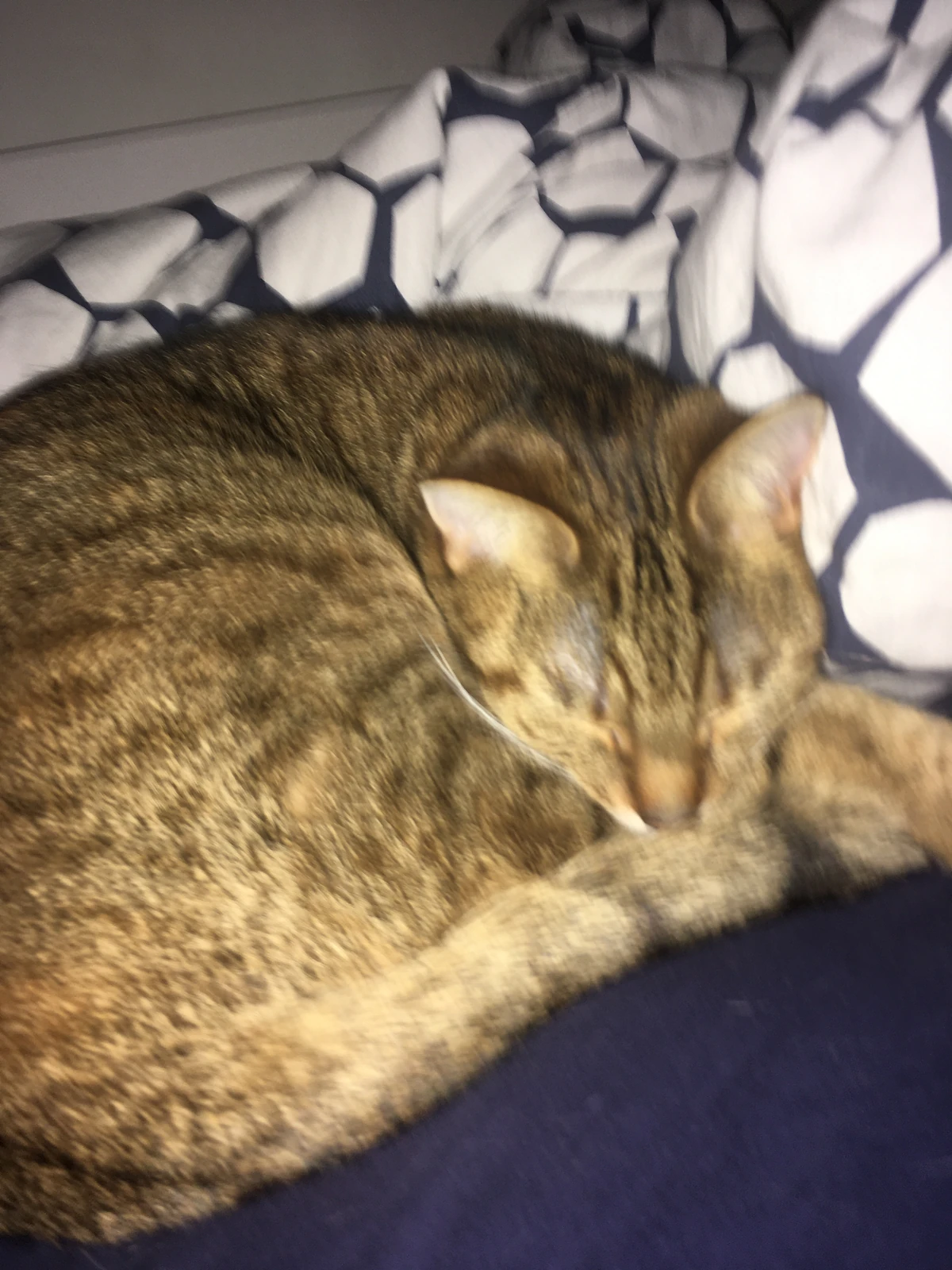 Coco | Grob comics Wiki | Fandom