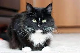 Tim | Grob comics Wiki | Fandom