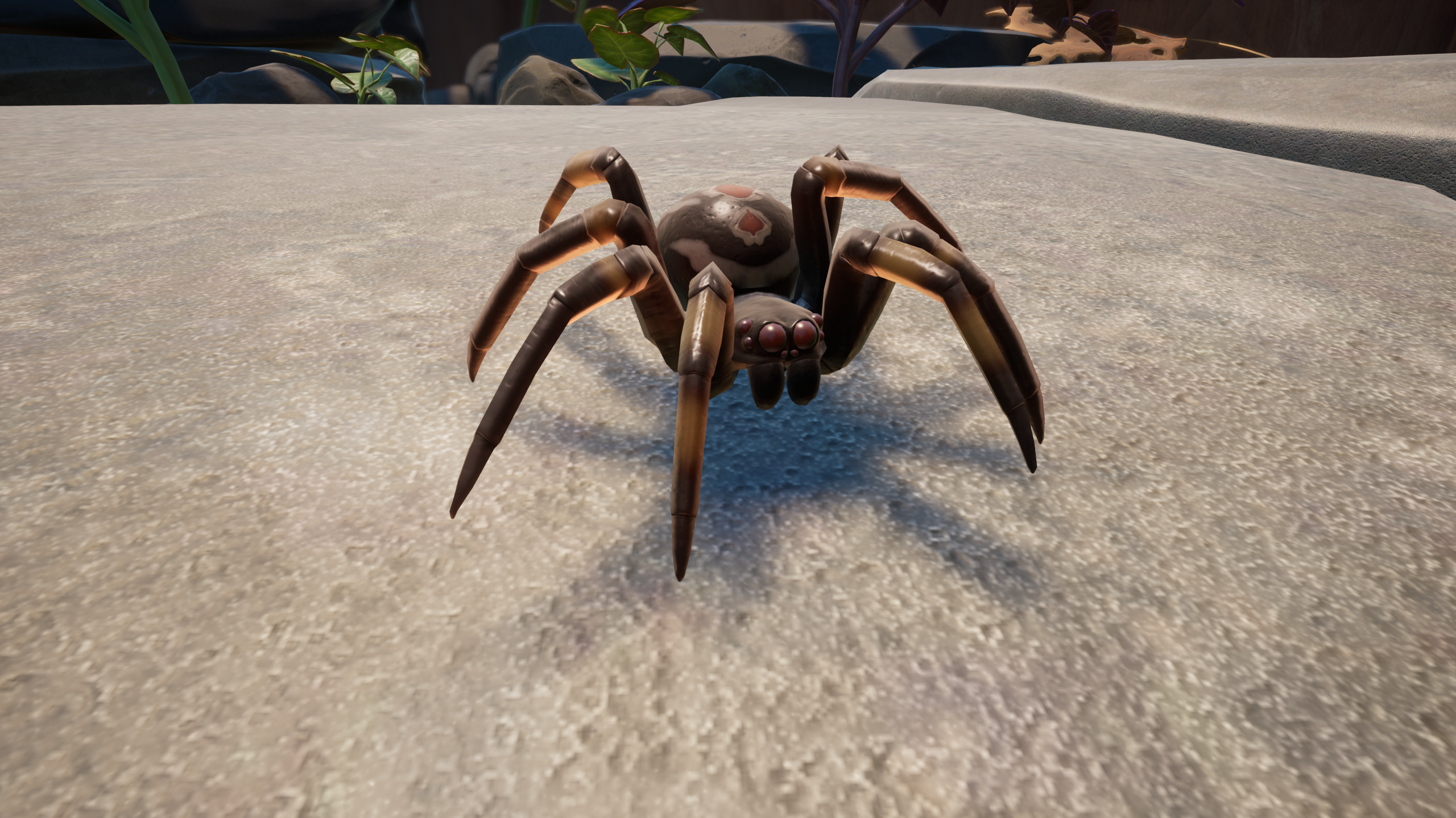 Black Widow Spiderling