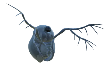 Water Flea | Grounded Wiki | Fandom