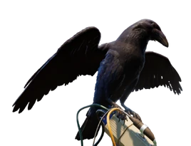 Crow | Grounded Wiki | Fandom