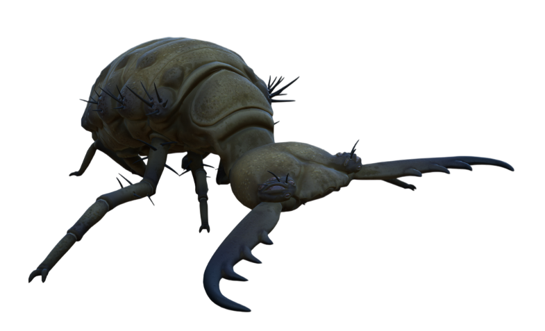 Antlion Grounded Wiki Fandom