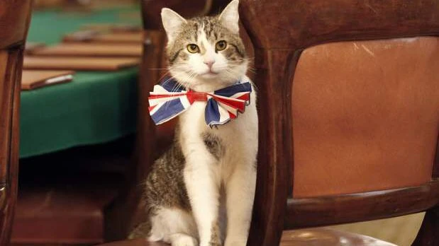 Larry the Cat | Groupy McGroupface Wiki | Fandom