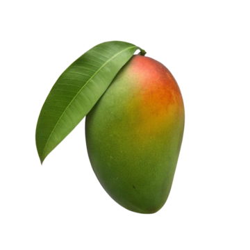 Grow 67 Mustard Mango's Wiki | Fandom