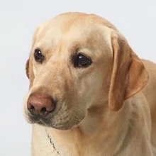 Elvis Fisher | Growing Up Fisher Wiki | Fandom