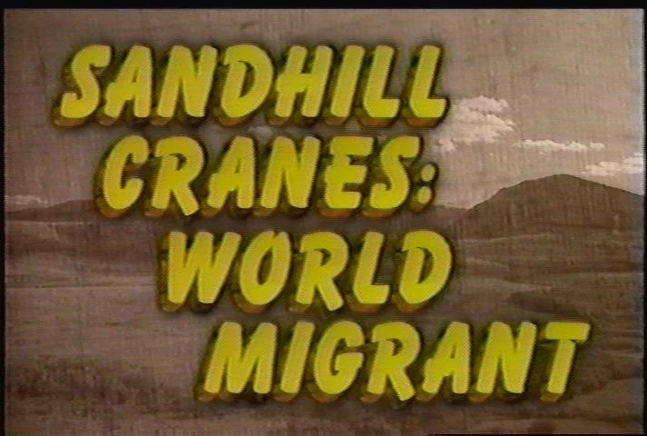 Sandhill Crane: World Migrant | Grunko Films Wiki | Fandom
