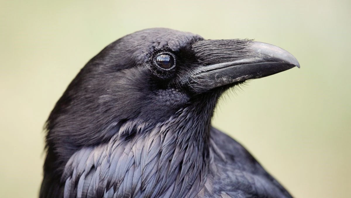 Brandon | Gryphonopedia, The Gryphon Generation Wiki | Fandom