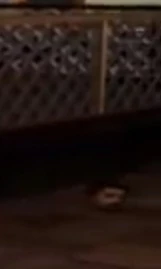 Decapitated Head | GTA Myths Wiki | Fandom