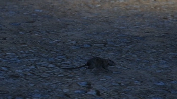 Rato | Grand Theft Auto Wiki | Fandom