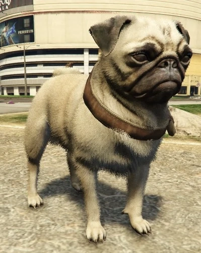 Pug | GTA-wiki | Fandom
