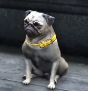 Psy | Grand Theft Auto Wiki (GTA Wiki) | Fandom