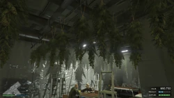 Weed Farm | GTA Wiki | Fandom