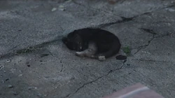 Cats | GTA Wiki | Fandom