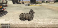 Cats | GTA Wiki | Fandom