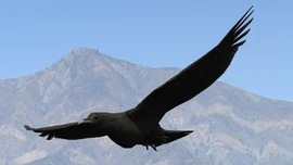 Crows | GTA Wiki | Fandom