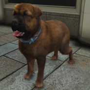 Kerry McIntosh | GTA Wiki | Fandom