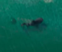 Sharks | GTA Wiki | Fandom