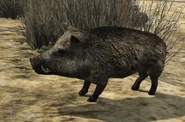 Boars | GTA Wiki | Fandom
