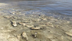 Fish | GTA Wiki | Fandom