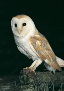 Barn Owls | Guardians of Ga’Hoole Wiki | Fandom