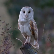Barn Owls | Guardians of Ga’Hoole Wiki | Fandom