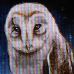 Cormac | Guardians of Ga’Hoole Wiki | Fandom