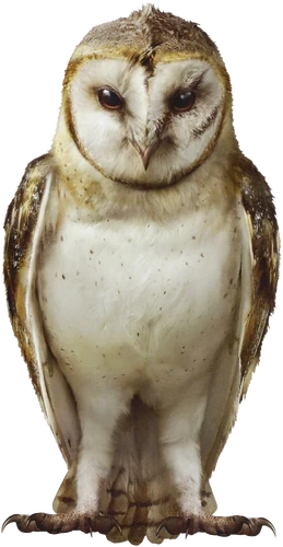 Kludd (Movie) | Guardians of Ga’Hoole Wiki | Fandom