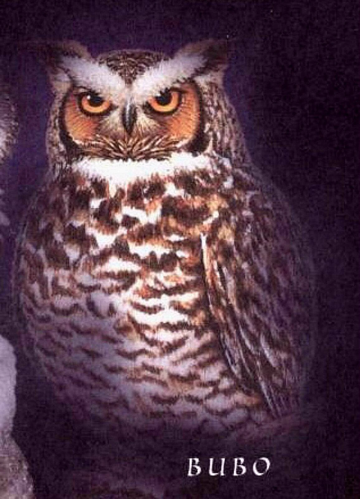 Bubo (Books) | Guardians of Ga’Hoole Wiki | Fandom