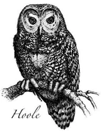 Hoole | Guardians of Ga’Hoole Wiki | Fandom