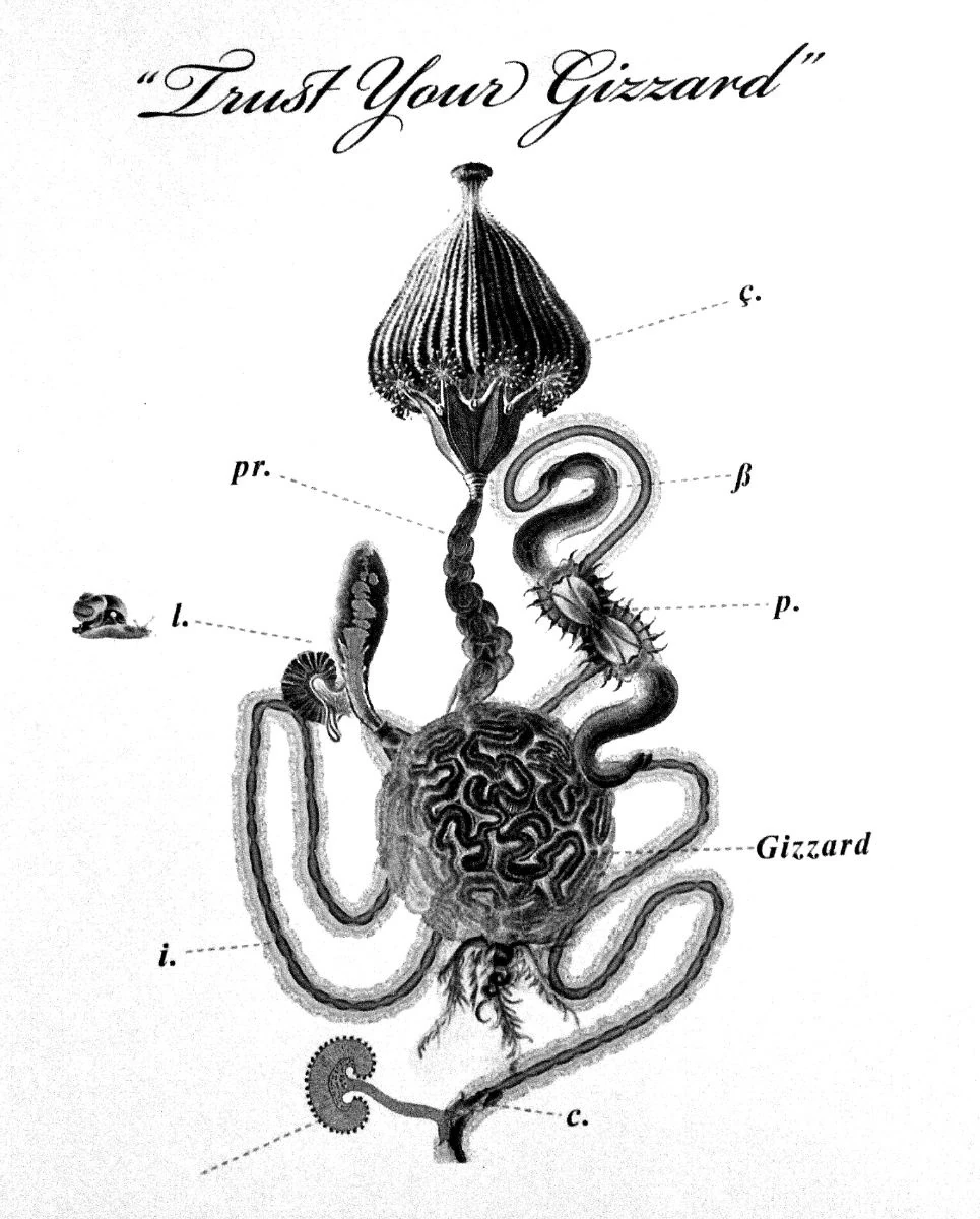 Gizzard | Guardians of Ga’Hoole Wiki | Fandom