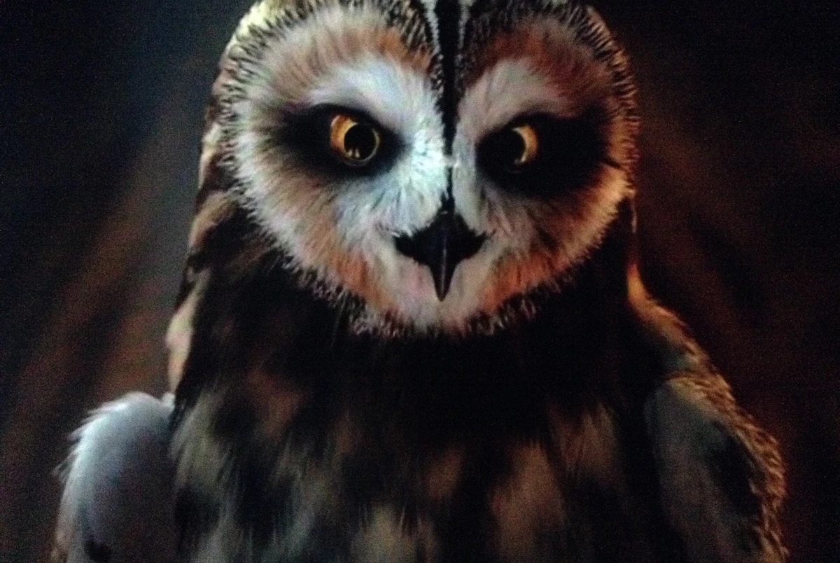 Strix Struma (Movie) | Guardians of Ga’Hoole Wiki | Fandom