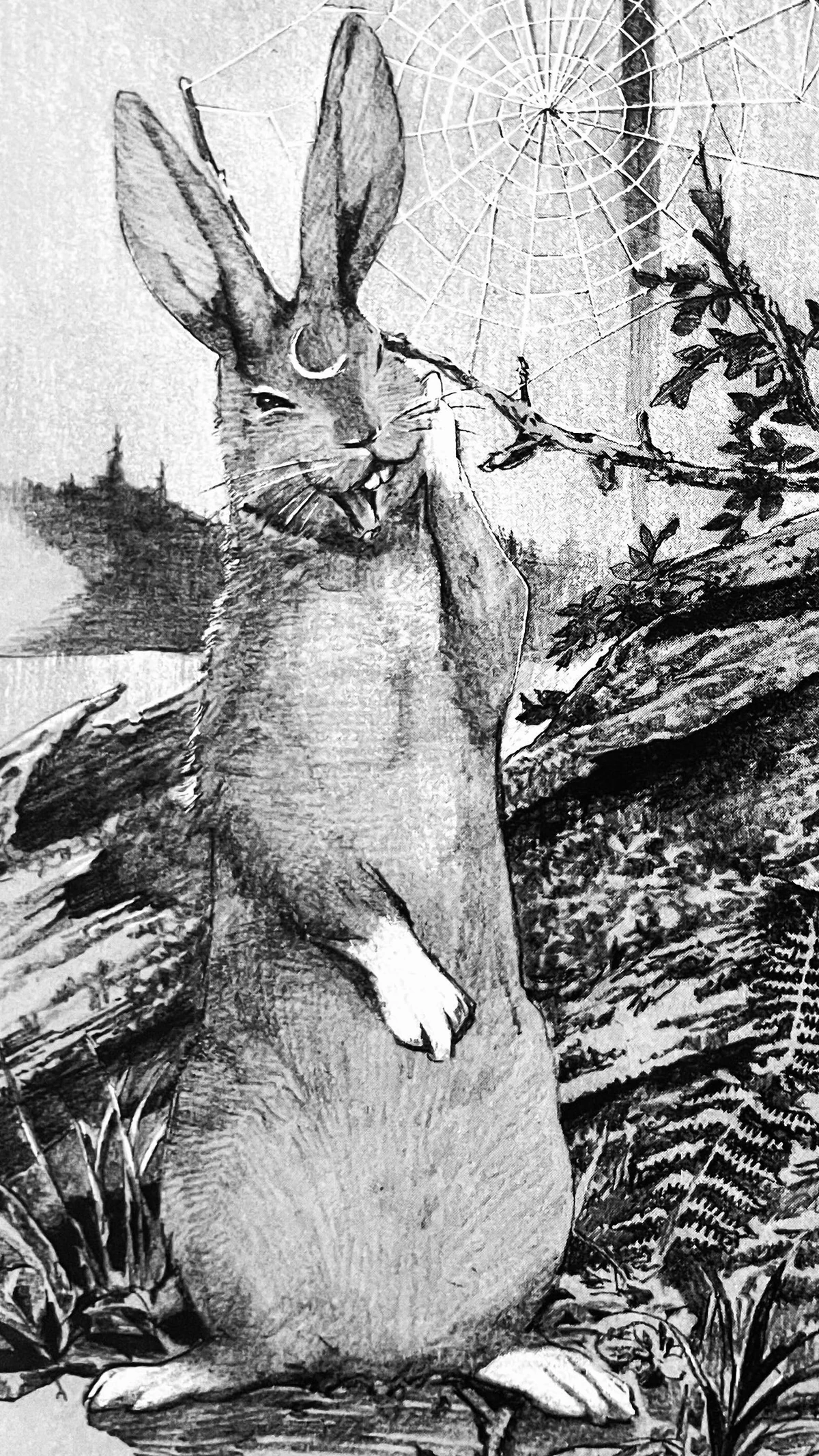 Rabbit (Character) | Guardians of Ga’Hoole Wiki | Fandom