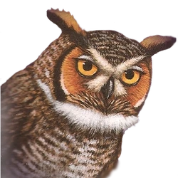 jutt guardians of gahoole coloring pages