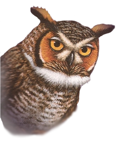 Skench | Guardians of Ga’Hoole Wiki | Fandom