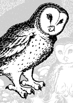 jutt guardians of gahoole coloring pages