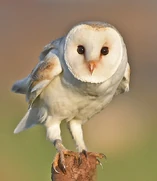Barn Owls | Guardians of Ga’Hoole Wiki | Fandom