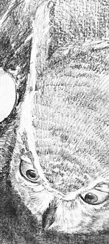 Pleek | Guardians of Ga’Hoole Wiki | Fandom