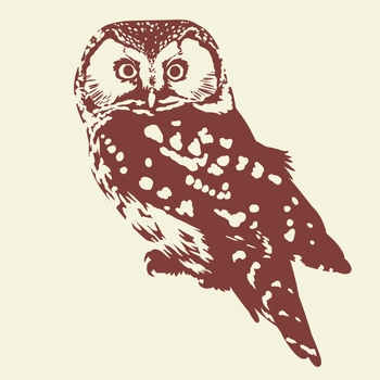 Aegolius | Guardians of Ga’Hoole Wiki | Fandom