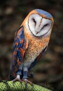 Barn Owls | Guardians of Ga’Hoole Wiki | Fandom