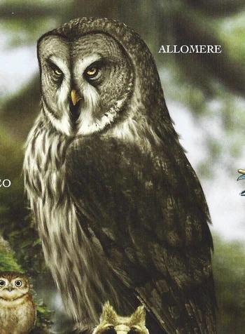 Allomere | Guardians of Ga’Hoole Wiki | Fandom