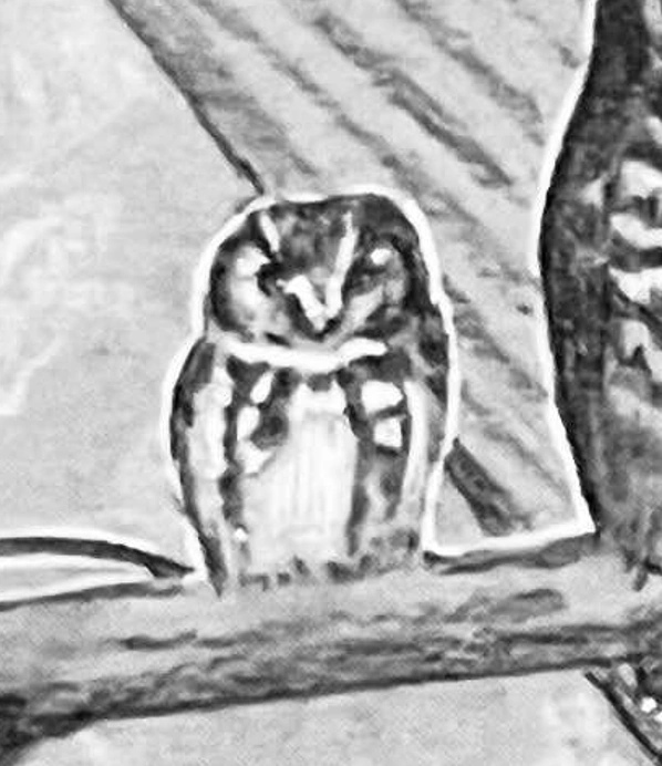 Berwyck | Guardians of Ga’Hoole Wiki | Fandom