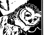 Gylfie (Books) | Guardians of Ga’Hoole Wiki | Fandom