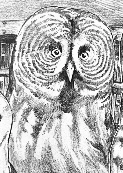 Buck | Guardians of Ga’Hoole Wiki | Fandom