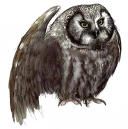 Grimble (Movie) | Guardians of Ga’Hoole Wiki | Fandom