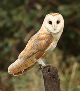 Barn Owls | Guardians of Ga’Hoole Wiki | Fandom