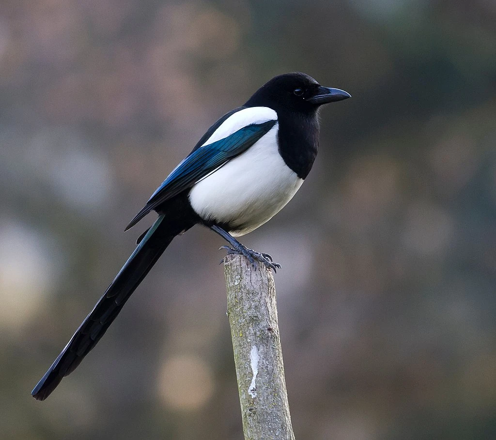 Magpie | Guardians of Ga’Hoole Wiki | Fandom