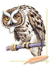 Ezylryb (Books) | Guardians of Ga’Hoole Wiki | Fandom