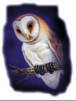 Nyra (Books) | Guardians of Ga’Hoole Wiki | Fandom